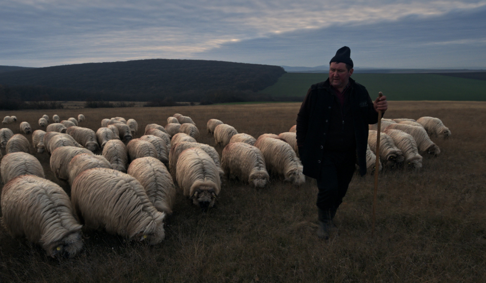 Jornal T – Wool Man Sheep estreia em Santarém e dá voz aos desafios da ...